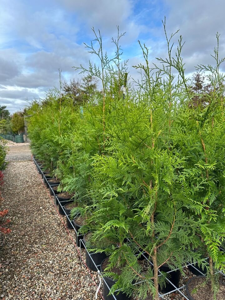 Thuja Plicata Fastigiata | Western Red Cedar Hedges Sydney