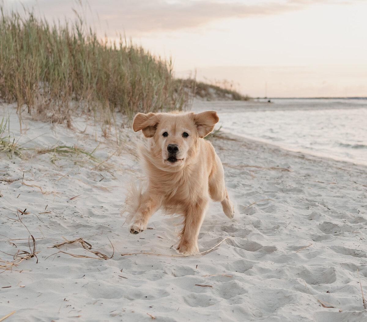 Contact Us | Wilmington, NC | Golden Compass Dog Training