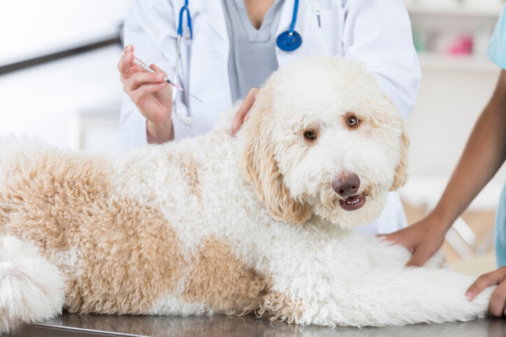 Pet Hospital Policies - Gulf Breeze, FL - Gulf Breeze Animal Clinic