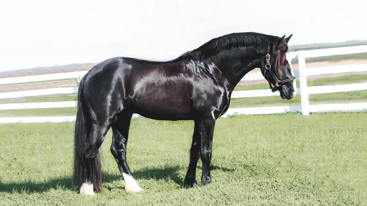 Redbud Ranch | Connemara Pony Stallion | R Blue Moon