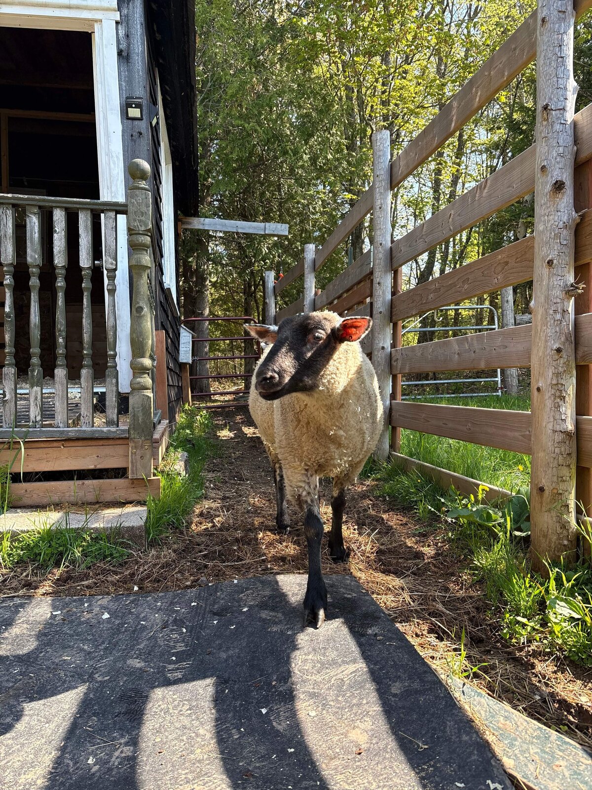 Emma's Rescue Story Lily's Place Animal Sanctuary