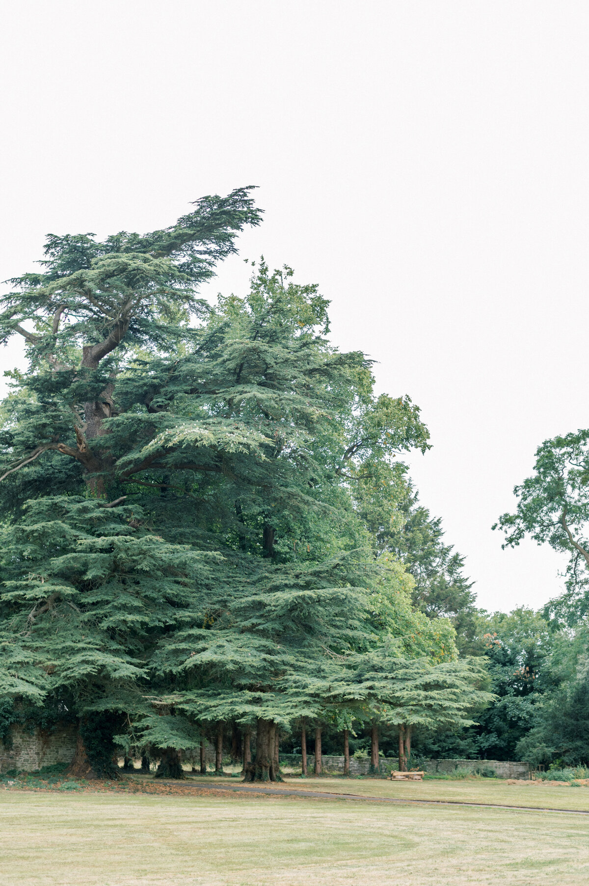 Tree planting pledge | UK Wedding Planner|The National Trust