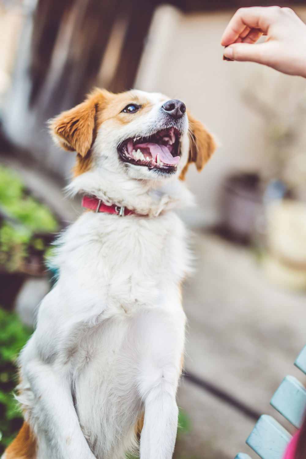 What is Dog Trigger Stacking & How Does it Affect Training? - Showit Blog