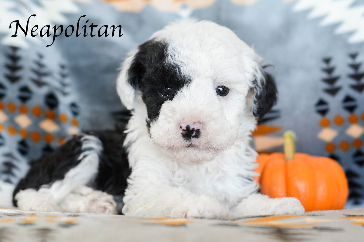 Available Mini and micro Sheepadoodle Puppies