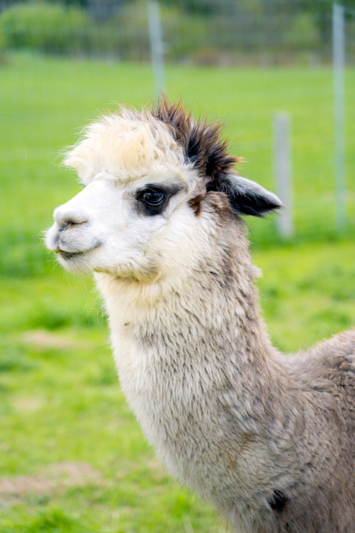 Alpine Ridge Alpacas - Collingwood Ontario Llama & Alpacas