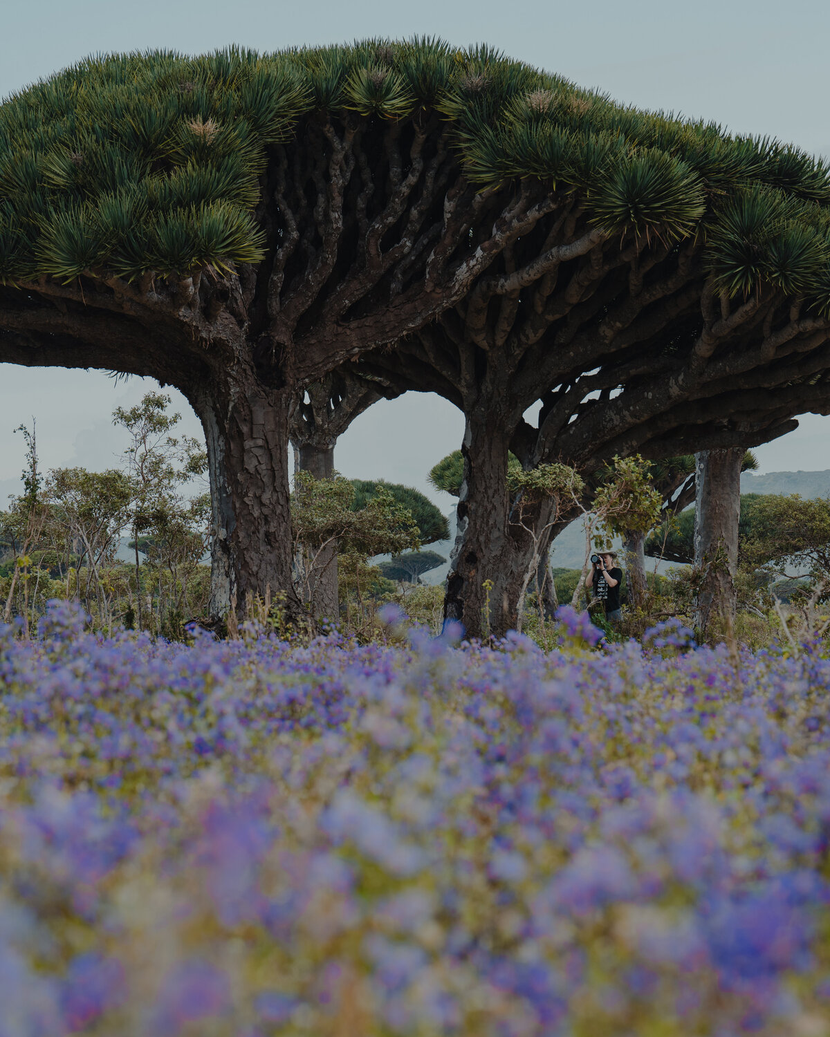Socotra Island Tour | 8-Day Guided Expedition