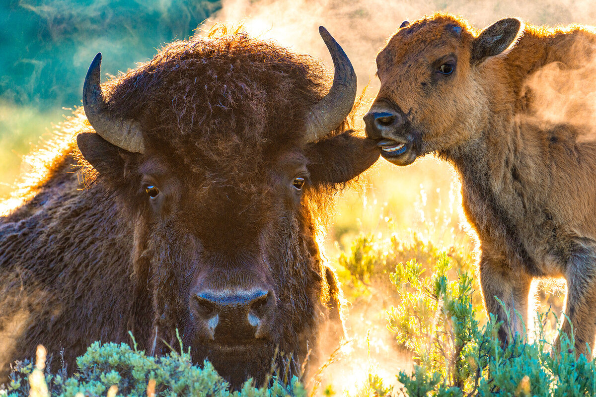 All Things Wild Tours, Wildlife Tour, Wildlife Photography