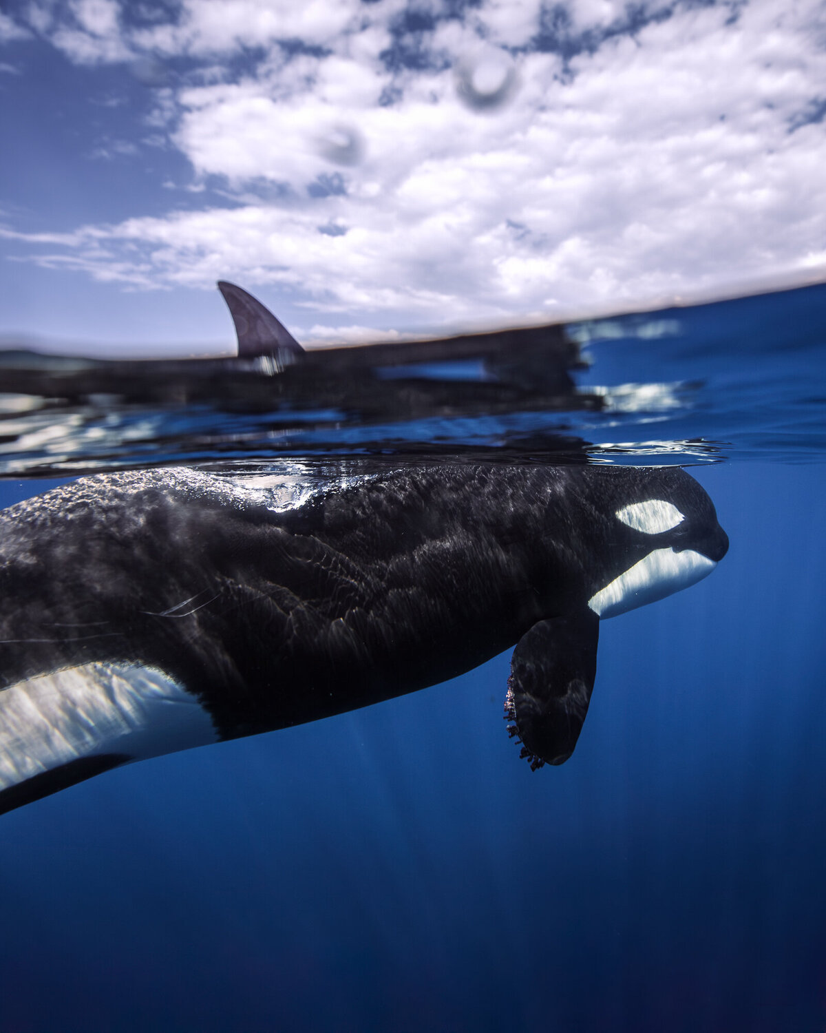 Ocean Zen Travel | Swim with Orcas in Mexico