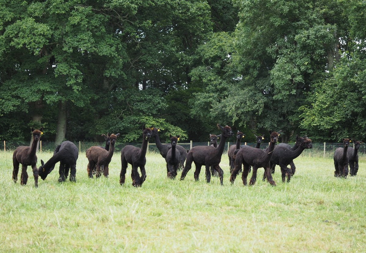 Alpaca Picture Gallery