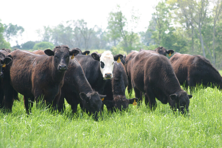 Our Cows
