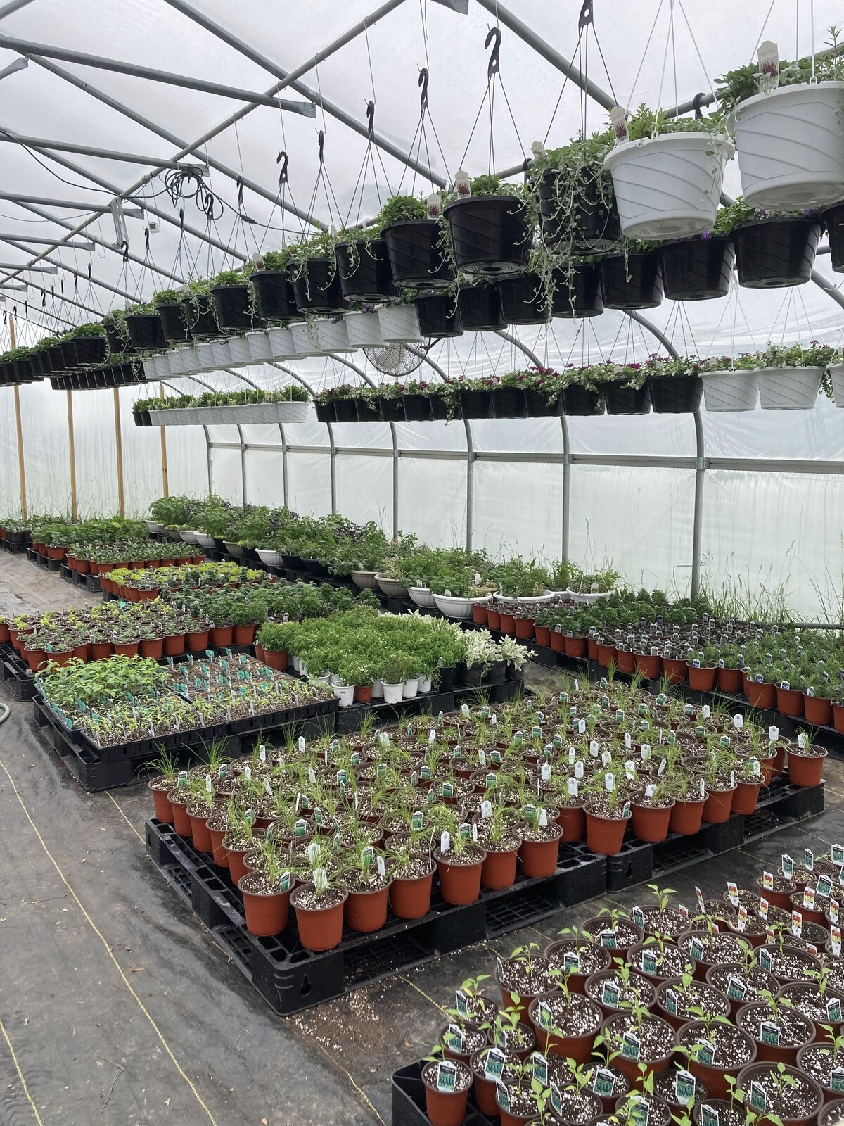 Greenhouse | 22 Acres Farm