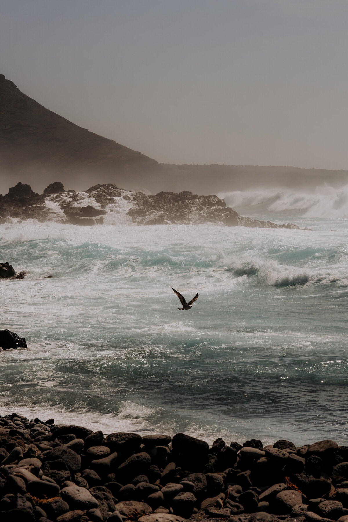 Ocean flight | Prints by Lotte