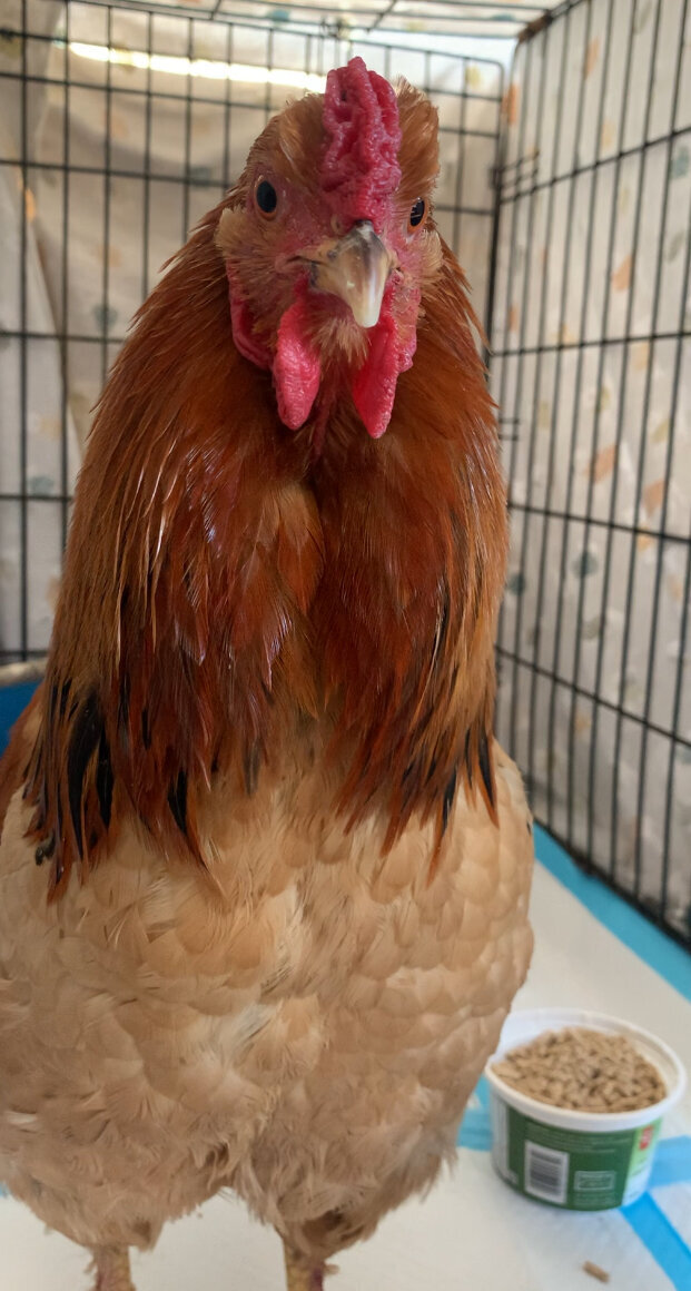 Mitch's Rescue Story Lily's Place Animal Sanctuary