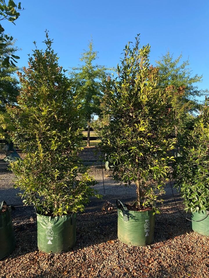 Lilly Pilly | Acmena Smithii Sublime | Australian Natives