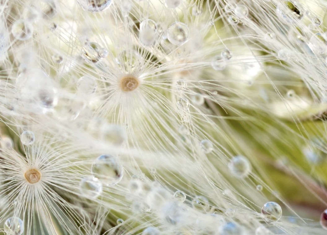 Dr. Marianne Klein : Homéopathie & Phytothérapie