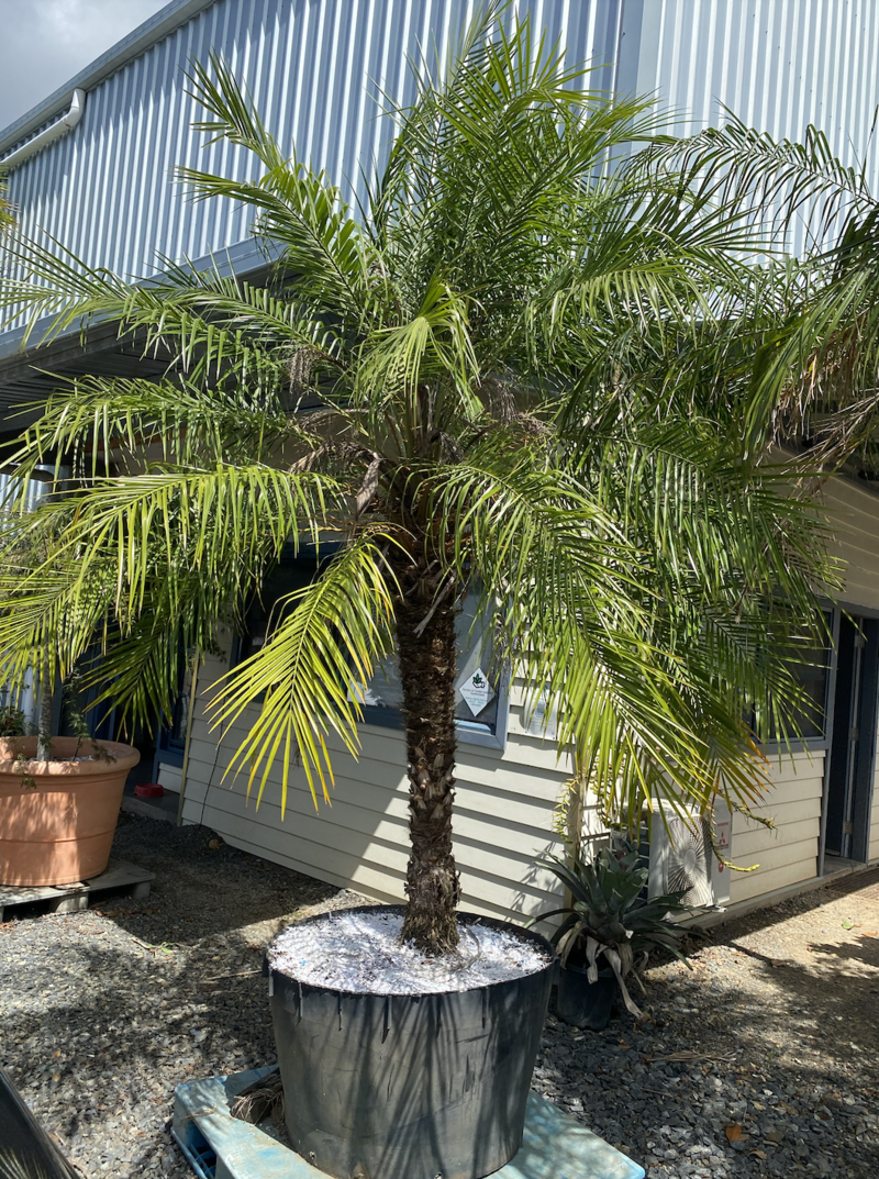 Pygmy Dwarf Date Palm Phoenix Robelenii | Exotic Tree Sydney