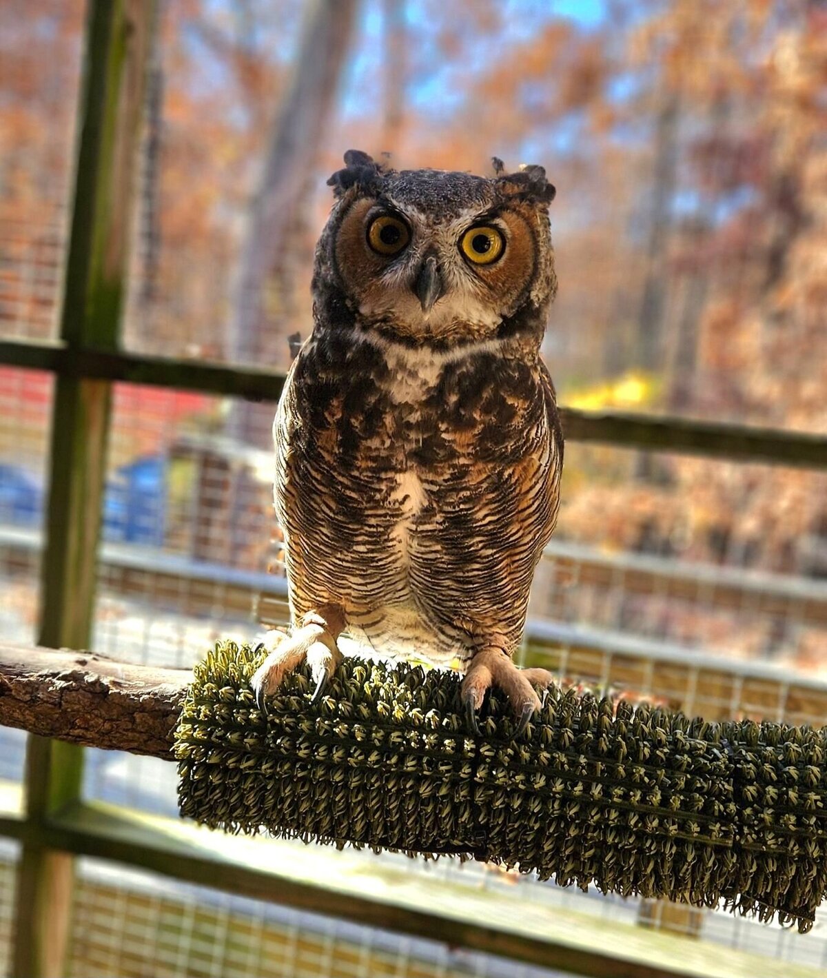 Wildlife Ambassadors | Blue Ridge Wildlife Center