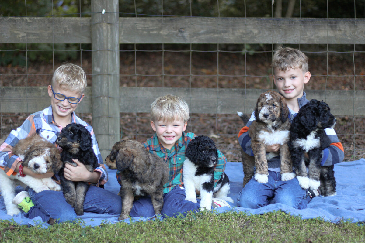 Hamilton Farm Doodles: Raising Confident, Social Bernedoodle Puppies