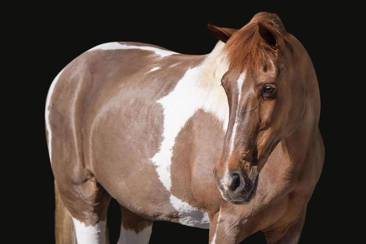 Florida Equine Portrait Photography| Katy In Design