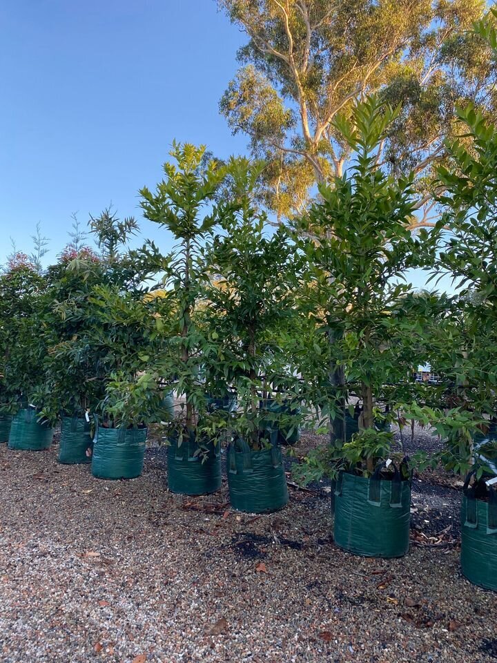 Agathis Robusta | QLD Kauri Pine | Go Green Nurseries