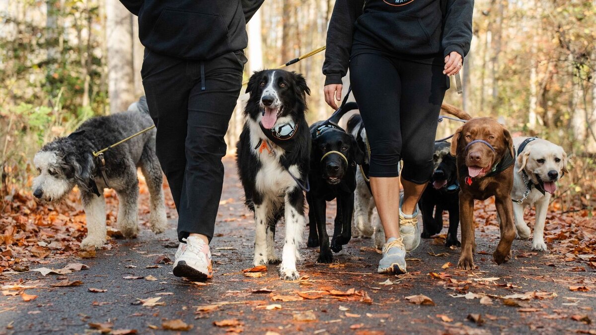 The Best Dog Walking, Training, Boarding. and Mobile Dog Grooming in ...