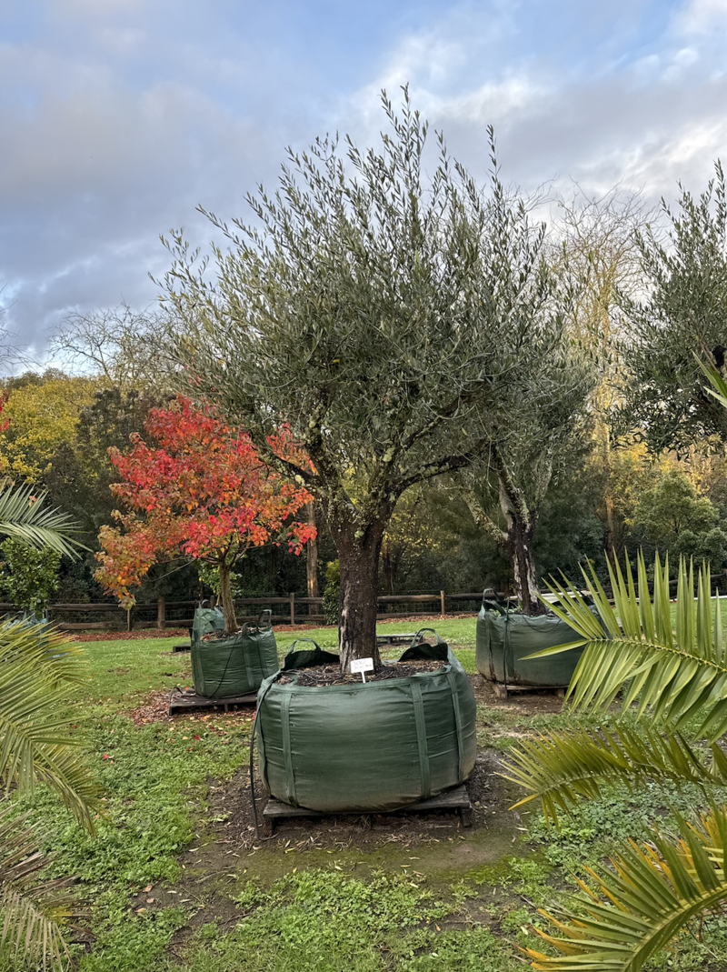 Olive Tree - Frantoio | Olea Europaea | Mature Feature Trees