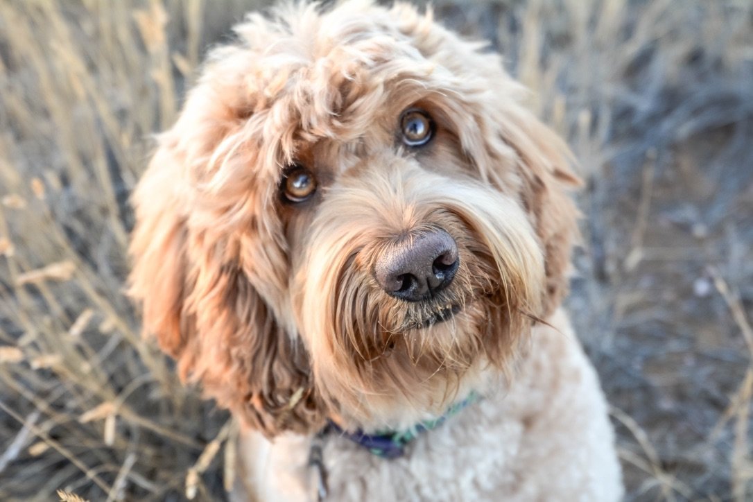 Hilltop Labradoodle Details