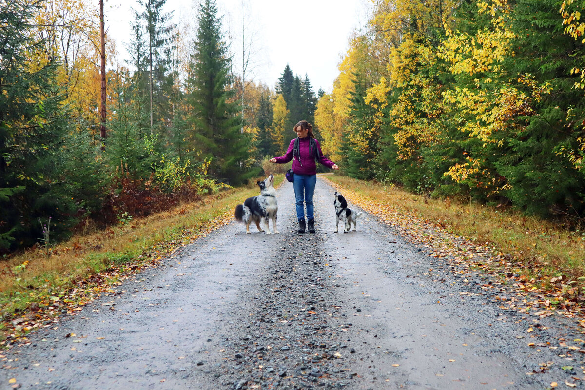 Ulrika Marwick | Kurser och Coaching för Reaktiva Hundar