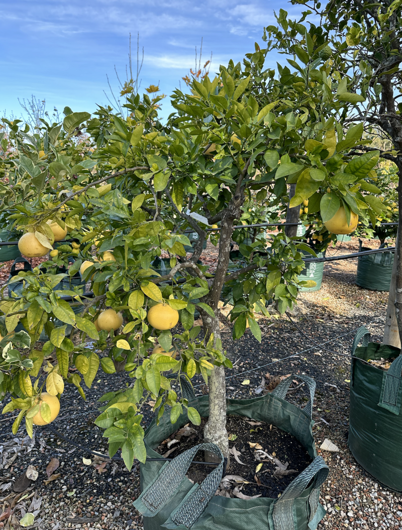 Mature Grapefruit 'Ruby Red' Tree | Citrus Paradisi | Sydney