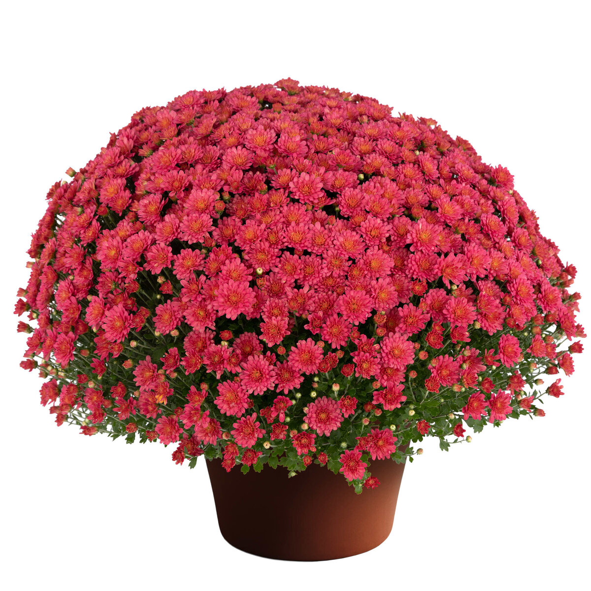 Greenhouse | 22 Acres Farm