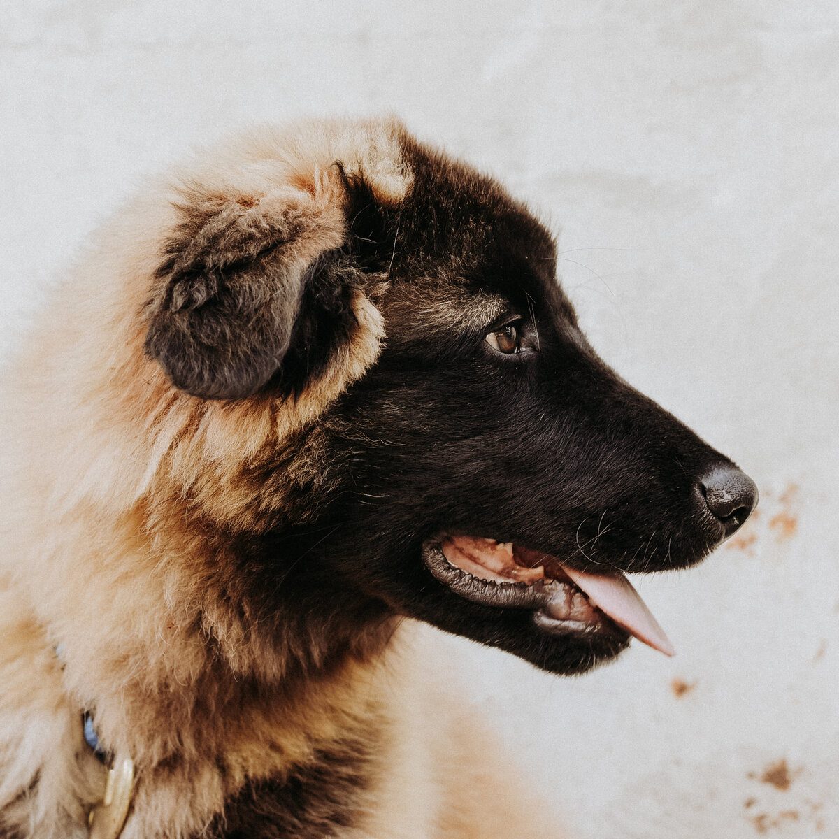 Are Estrela Mountain Dog The Most Intelligent Dogs