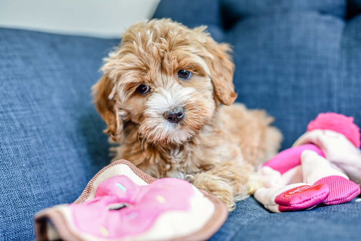 Colorado Australian Labradoodle Breeder - Hilltop Labradoodles