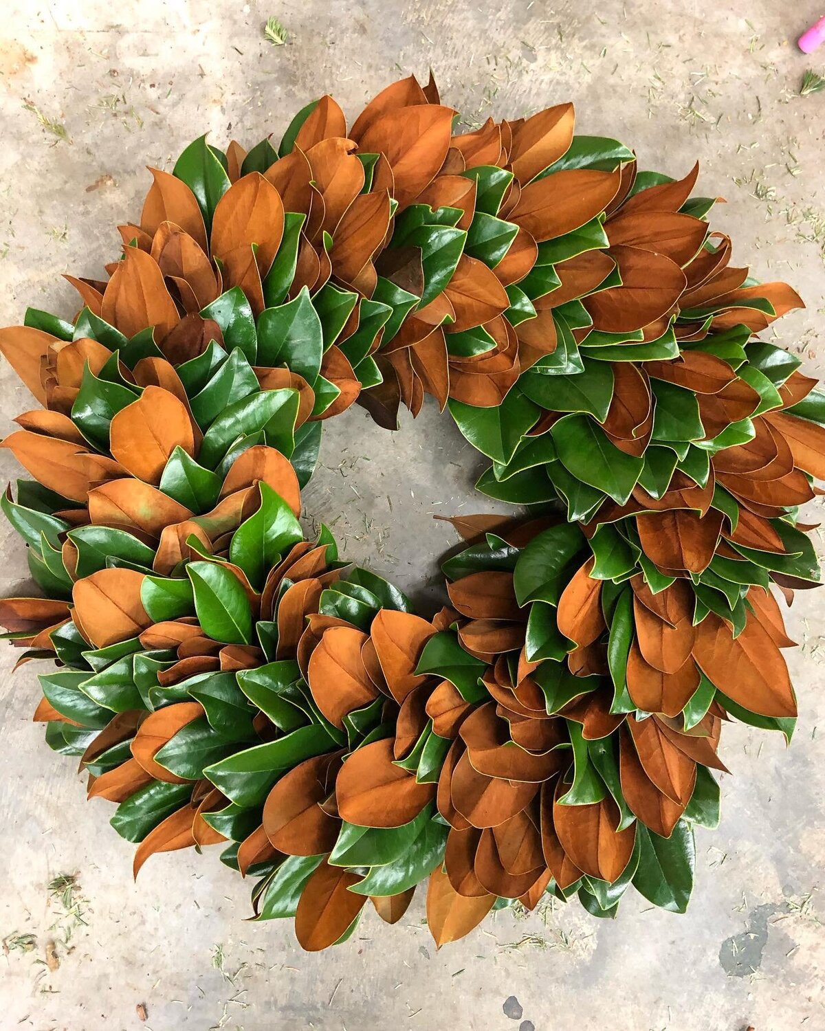 Fresh Solid Magnolia Wreath | Sanderson Wreaths and Garlands