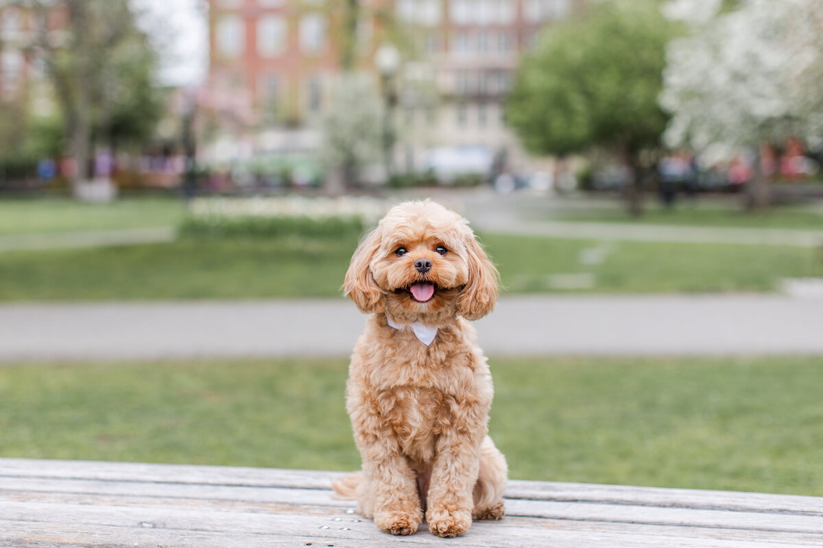 Boston Dog Photographer - Lauren Dobish Photography