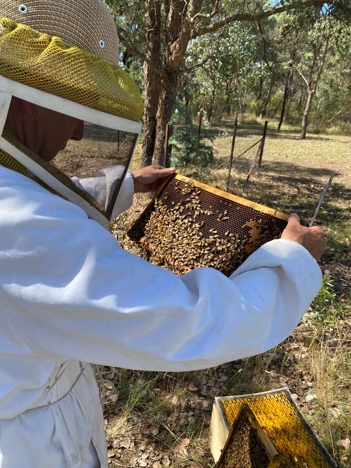 Bee Sure Services | Honey Bee Hive Inspections