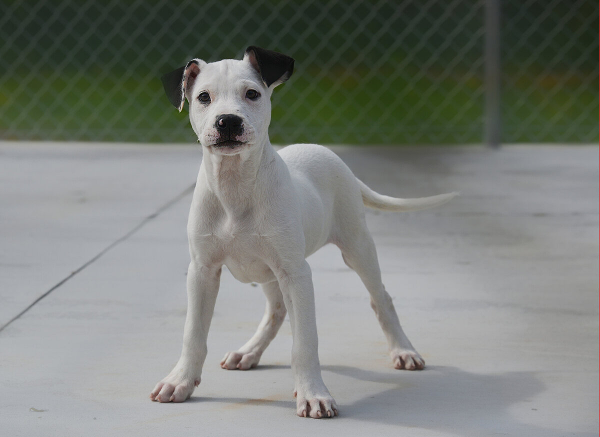 Adoptable Pets | Faulkner County Animal Shelter AR