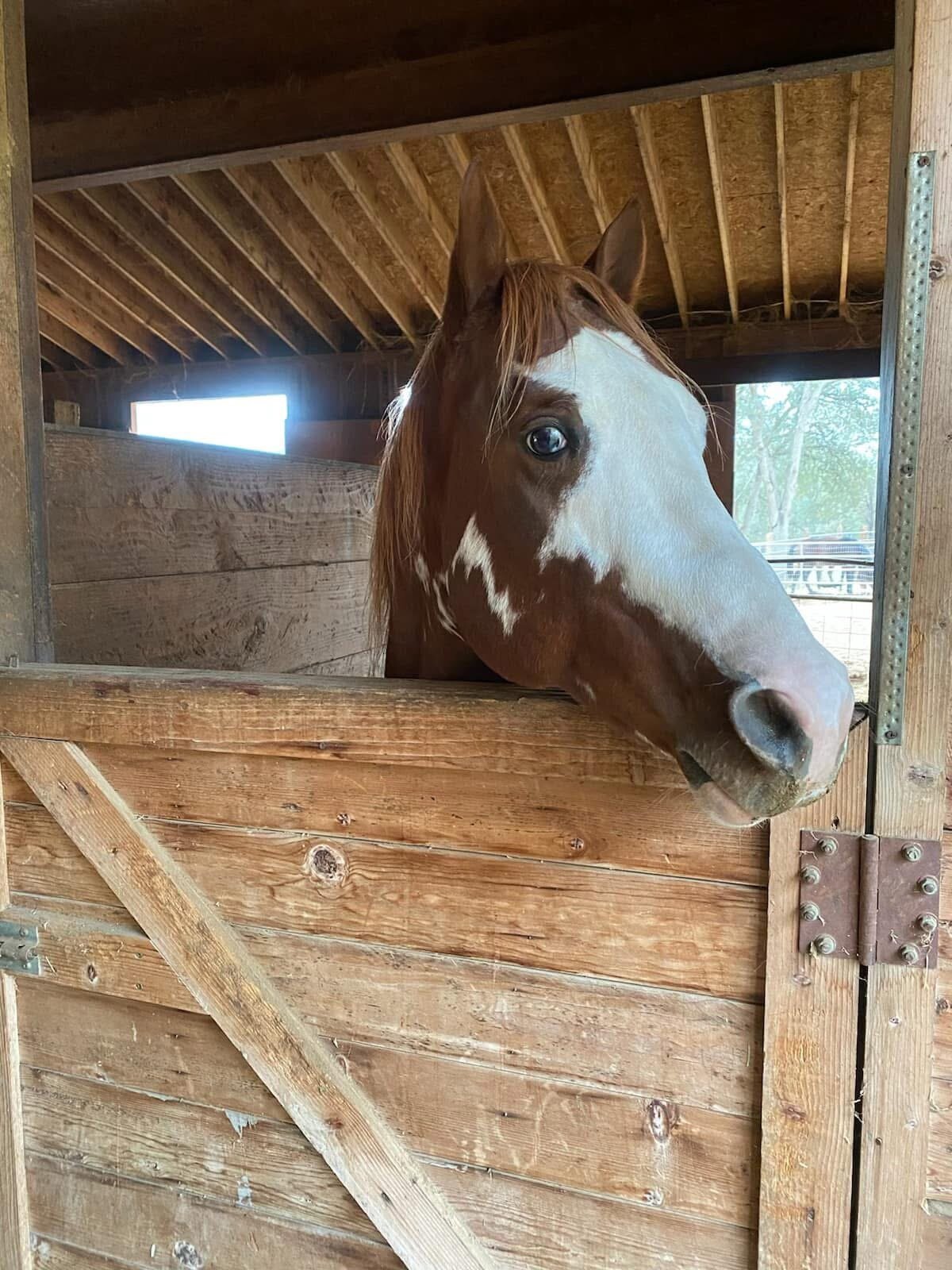 CLOVIS EQUINE CLINIC- DR. MICHAEL STABBE D.V.M.