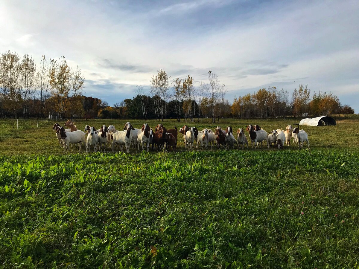 Courses and Workshops on Meat Goats