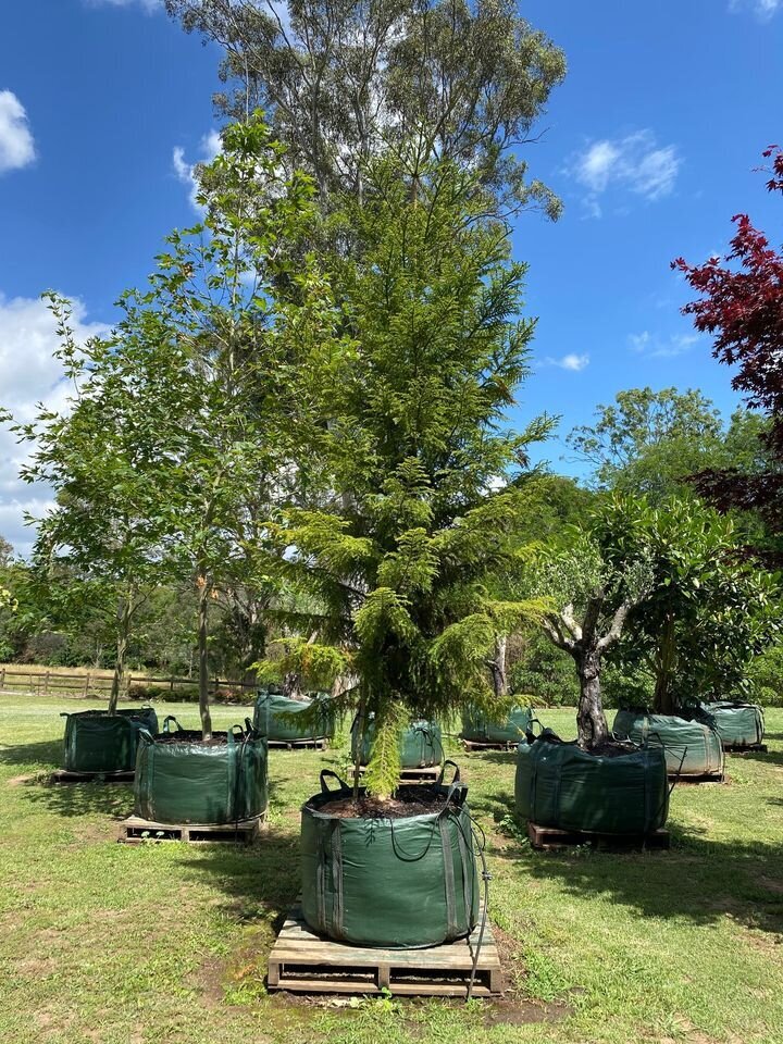Mature Hoop Pine Tree | Sydney Native Araucaria Cunninghamii