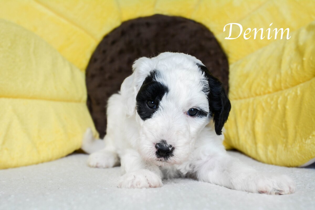 Available Mini and micro Sheepadoodle Puppies