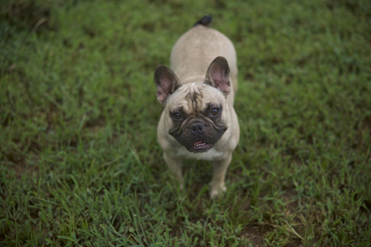 Available French Bulldogs Puppies: AKC Frenchie Breeder