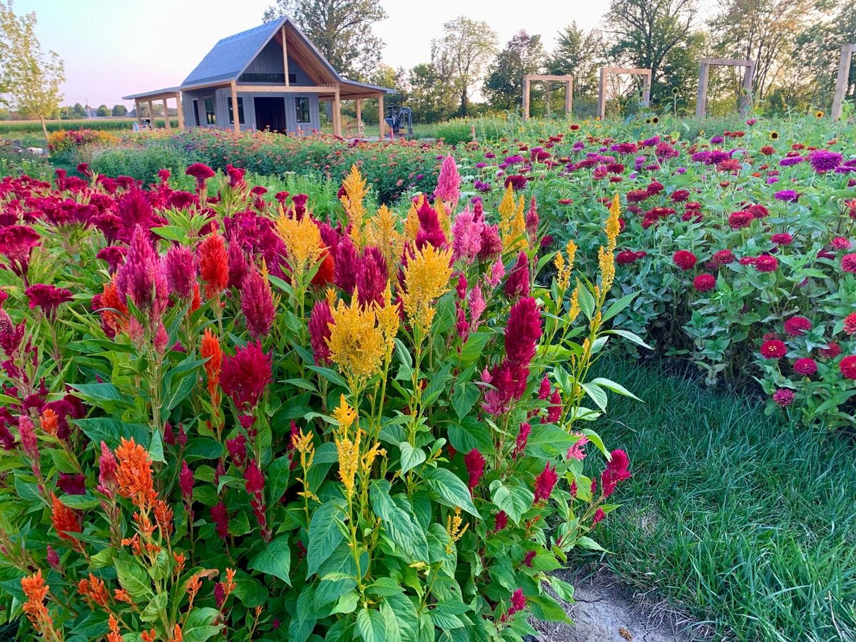 Contact Us | The Bloomery by Sweet Pea’s Flower Farm in Noblesville, IN