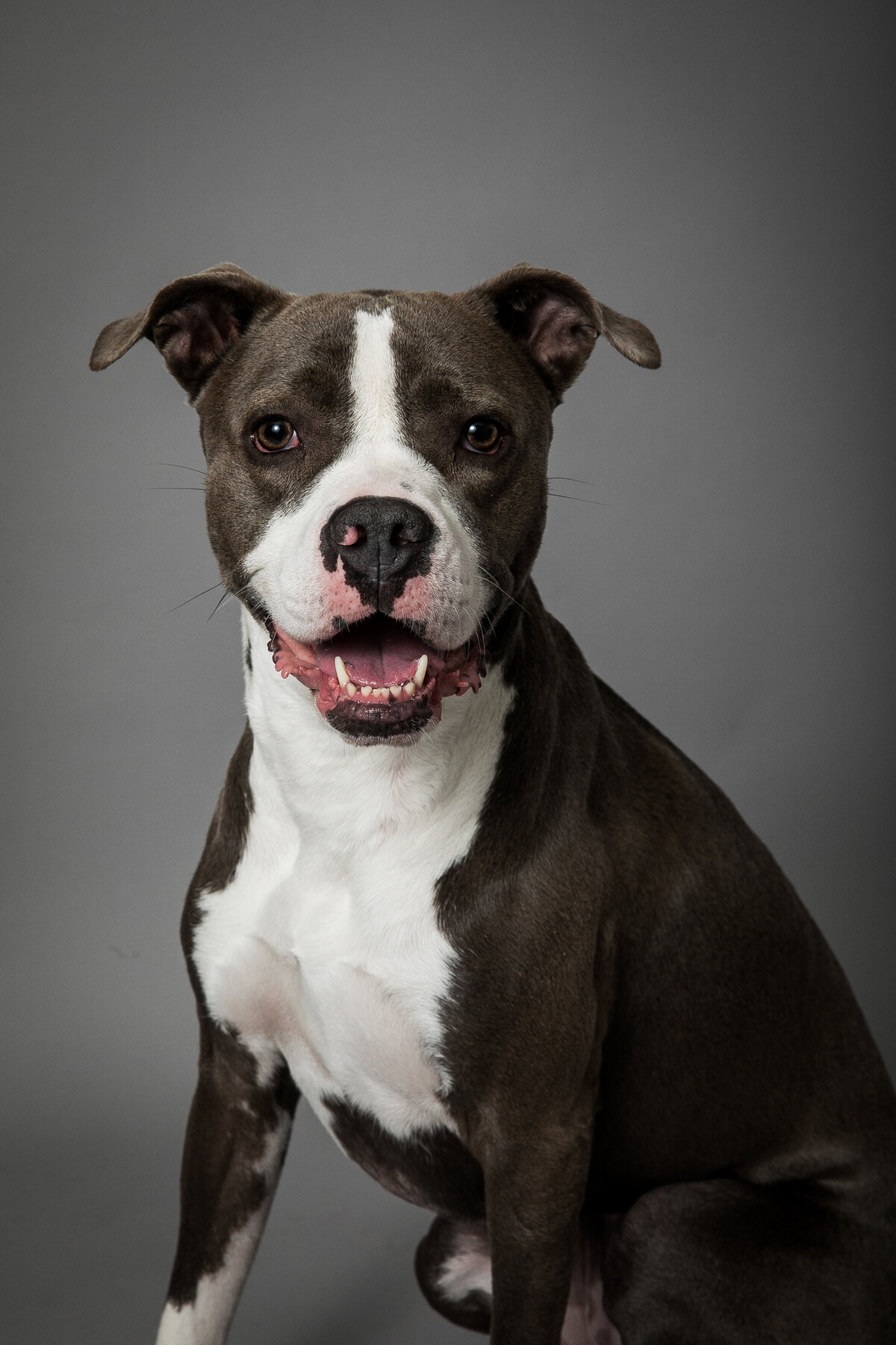 Photography | Portfolio of Pet Photos by Olin