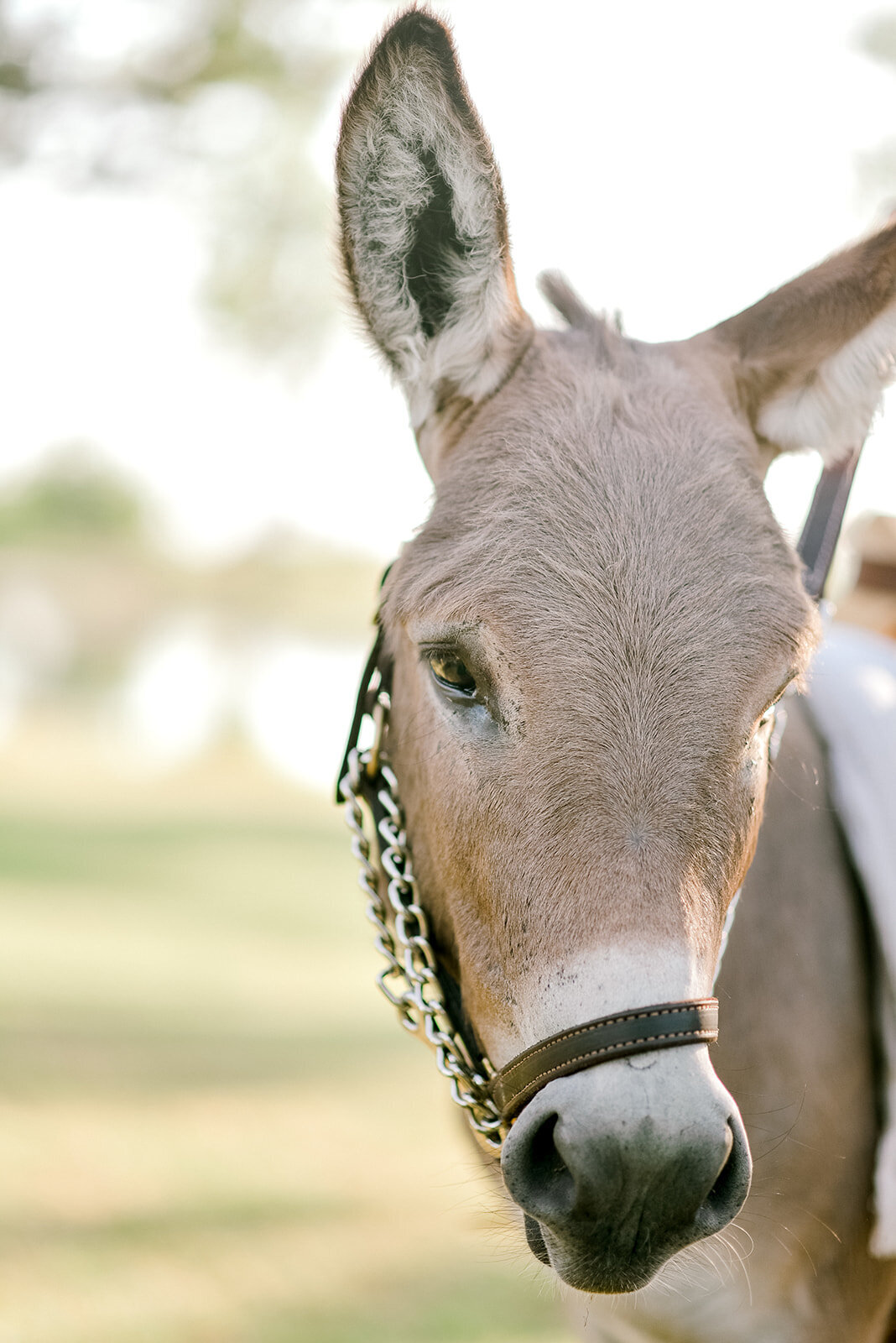 Contact | Big City Farm Texas Premier Beer Burros