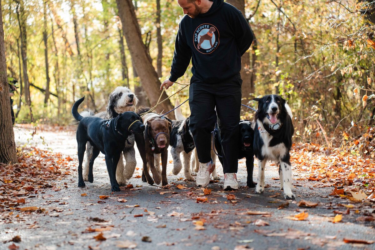 Pack Dog Walking Services | Best Dog Walkers in Maryland
