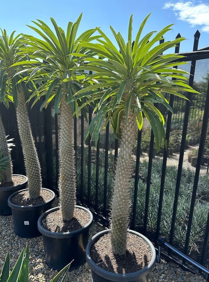 Madagascar Palm Tree | Pachypodium lamerei | Sydney Exotic