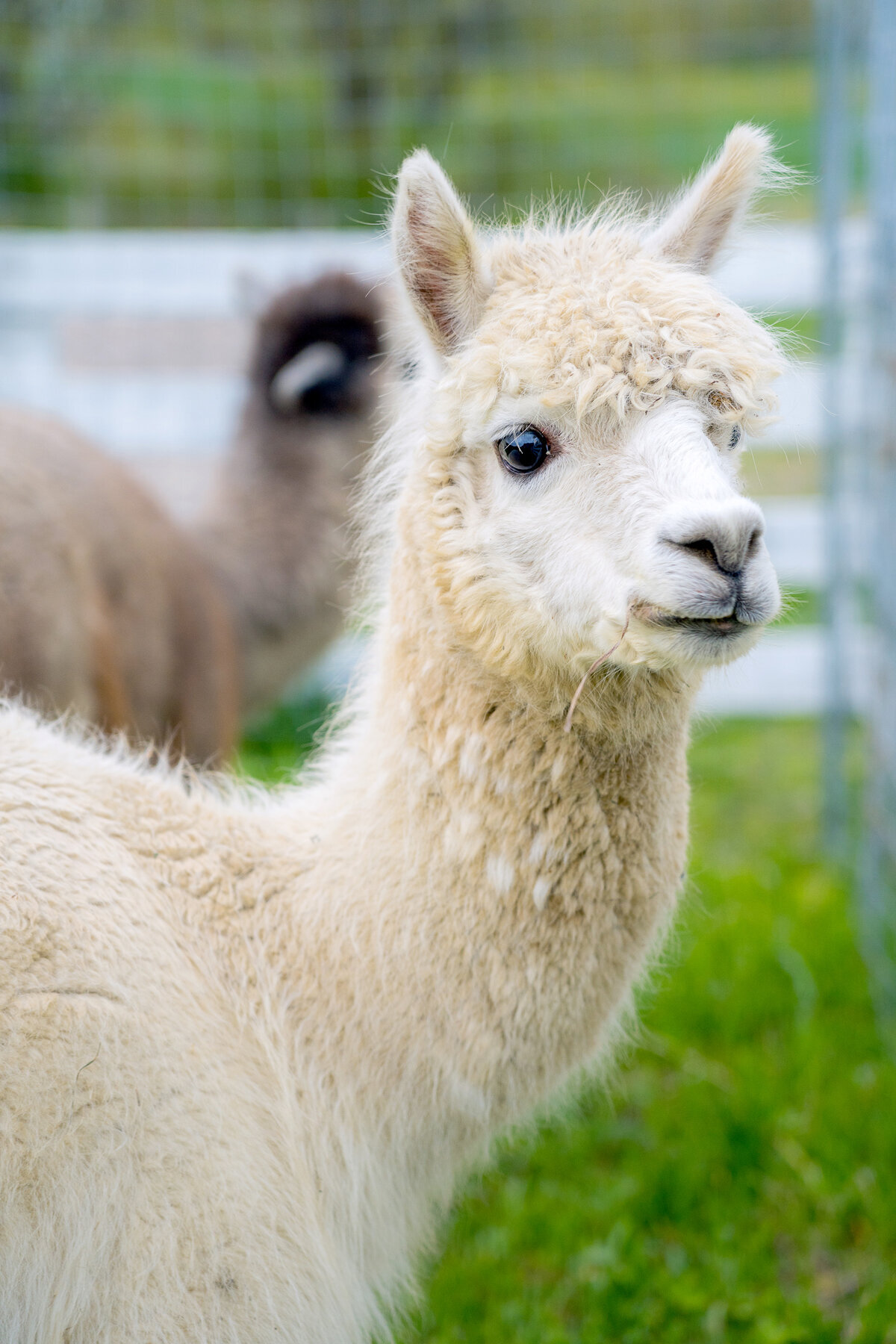 Alpine Ridge Alpacas - Collingwood Ontario Llama & Alpacas