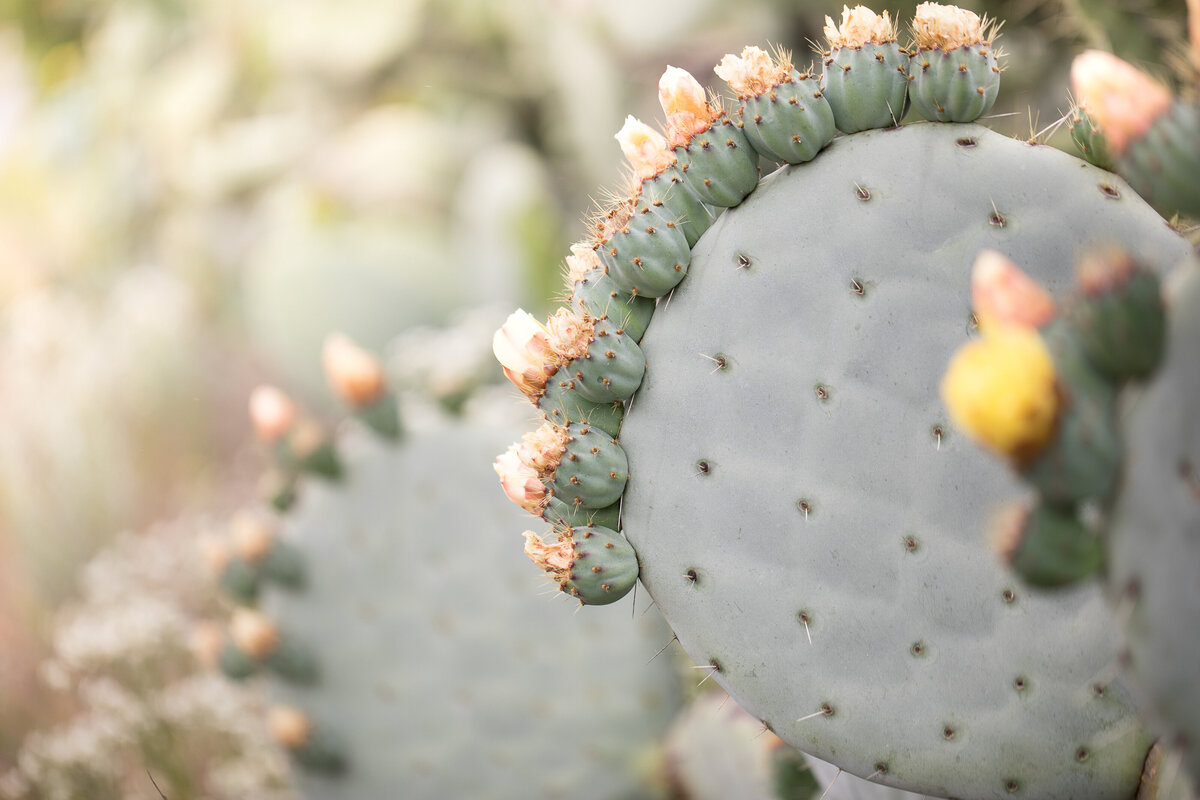 Cactus Blooms | Earth Light Magic | Photography Art Prints