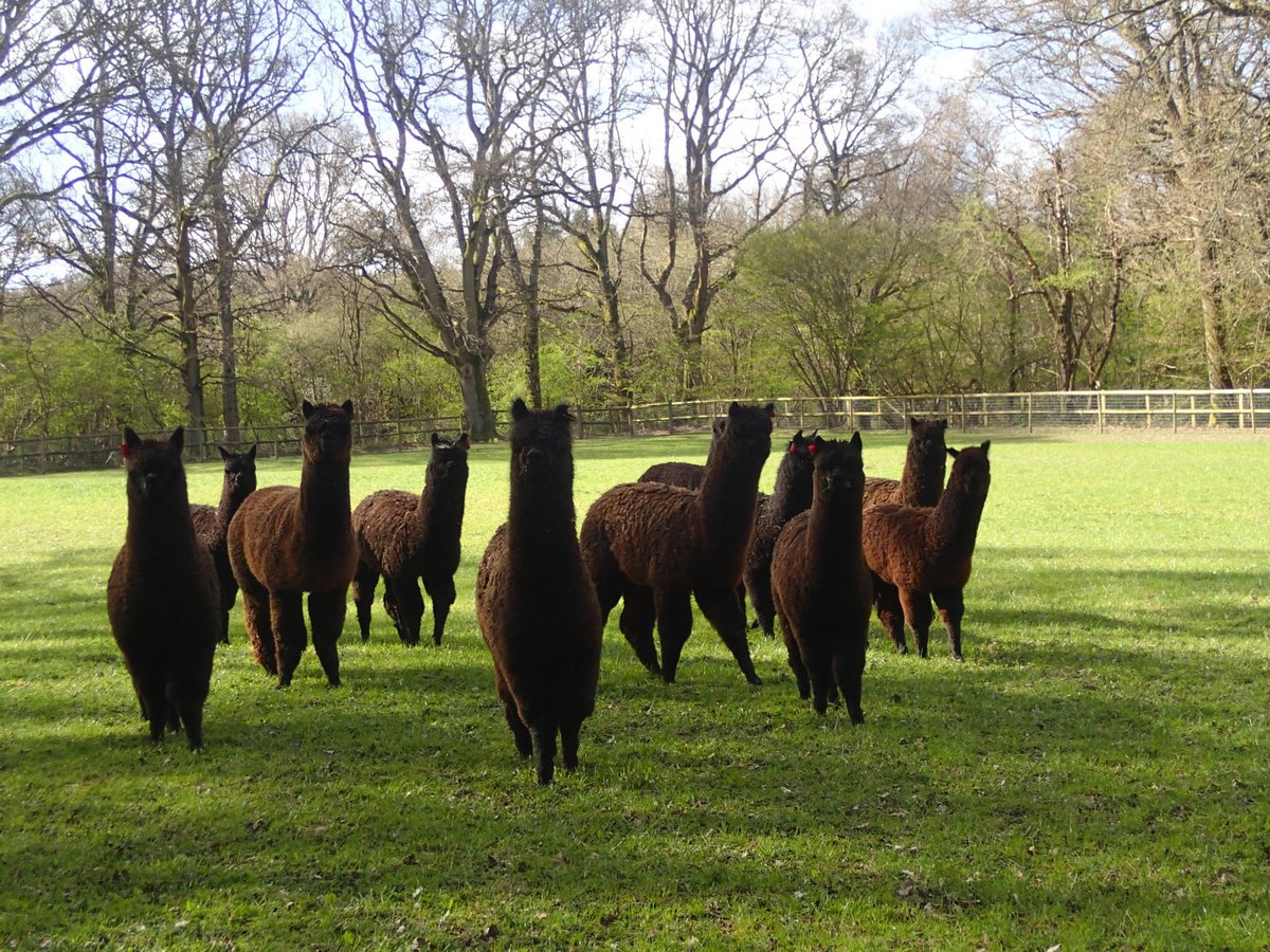 Black Alpacas - Redens Alpacas