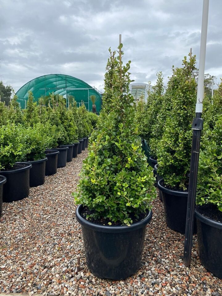 Japanese Topiary Buxus Pyramid | Buxus Sempervirens Sydney